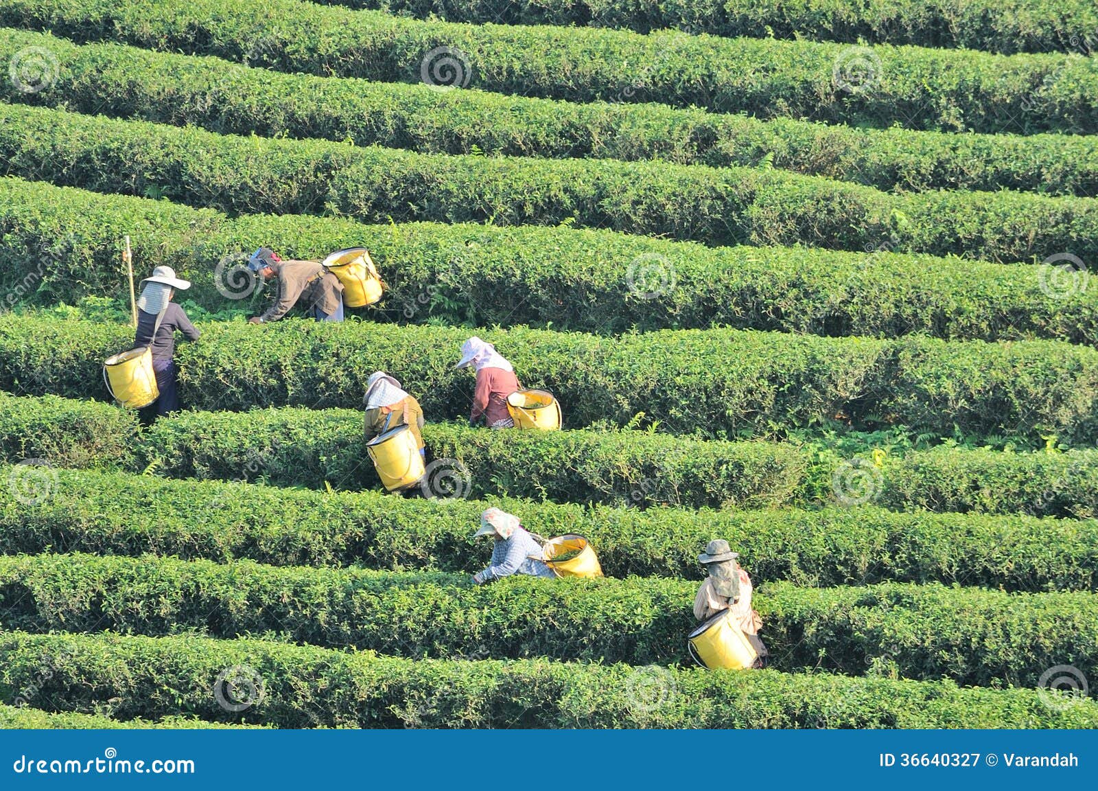 Workers Picking Tea Leaves in Tea Plantation Stock Image - Image of ...