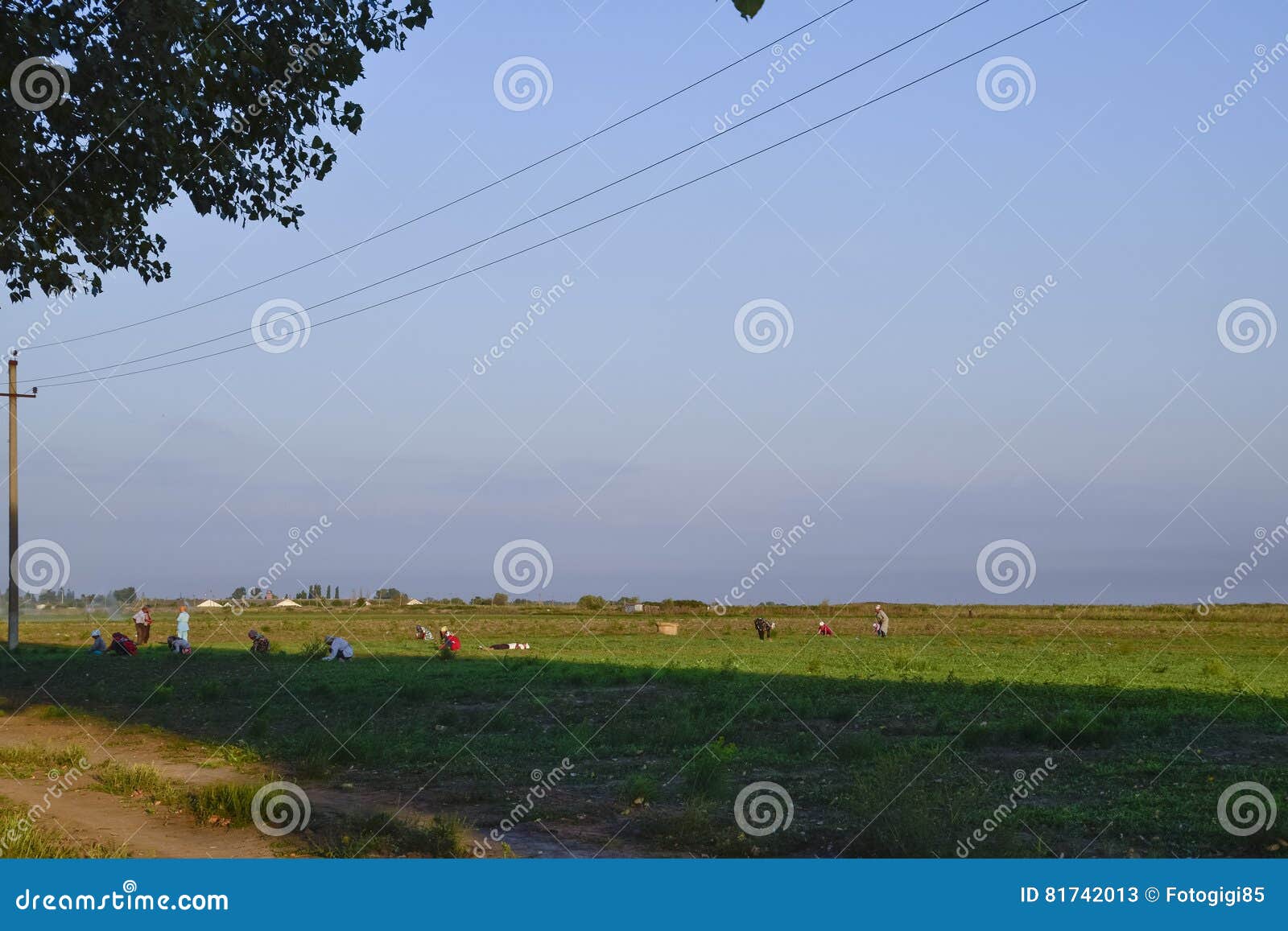 Workers on the Plantation Manually Pull Out the Weeds. Workers in the ...