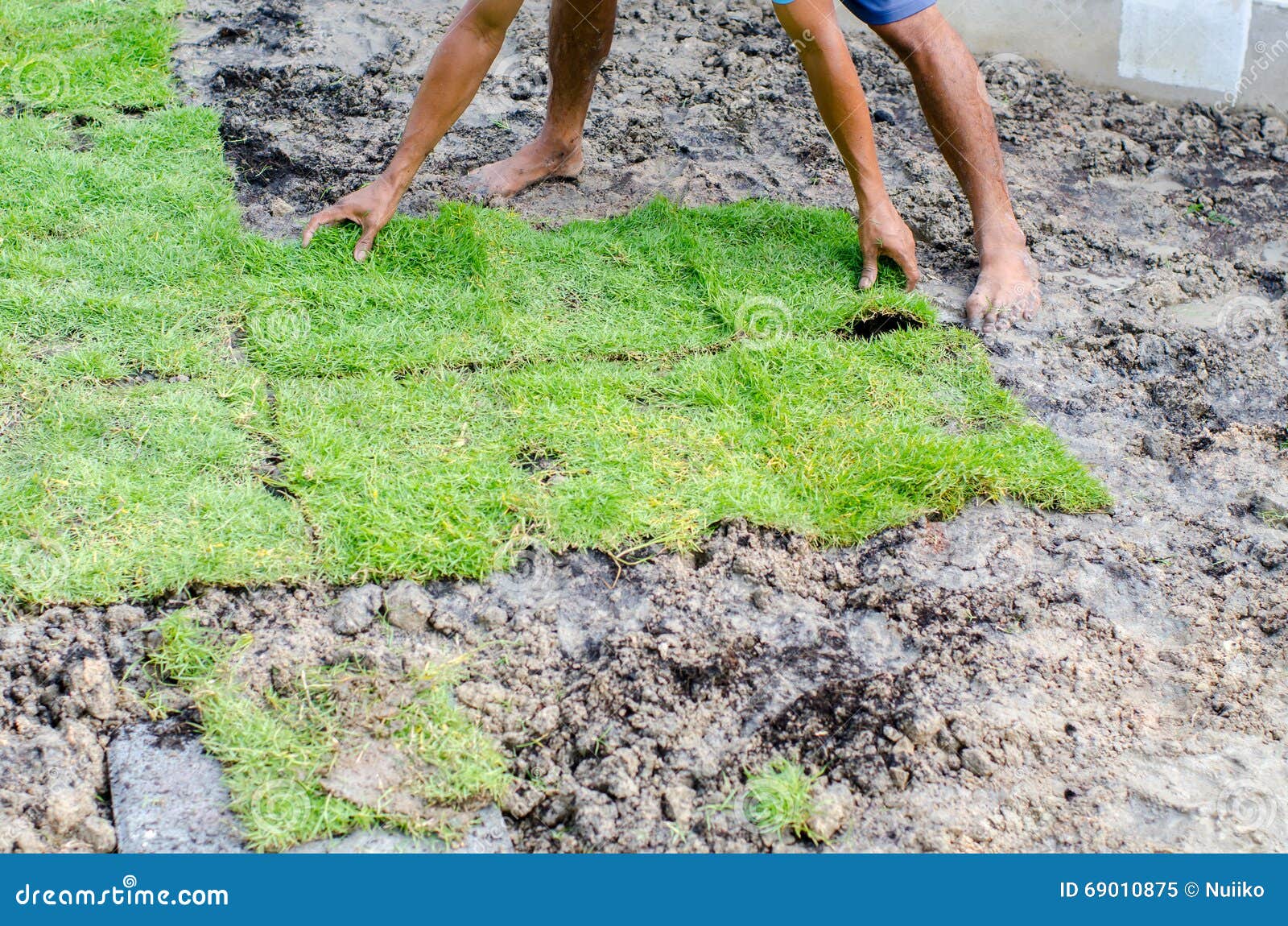 Workers are Planting Grass in the Backyard. Stock Image - Image of ...