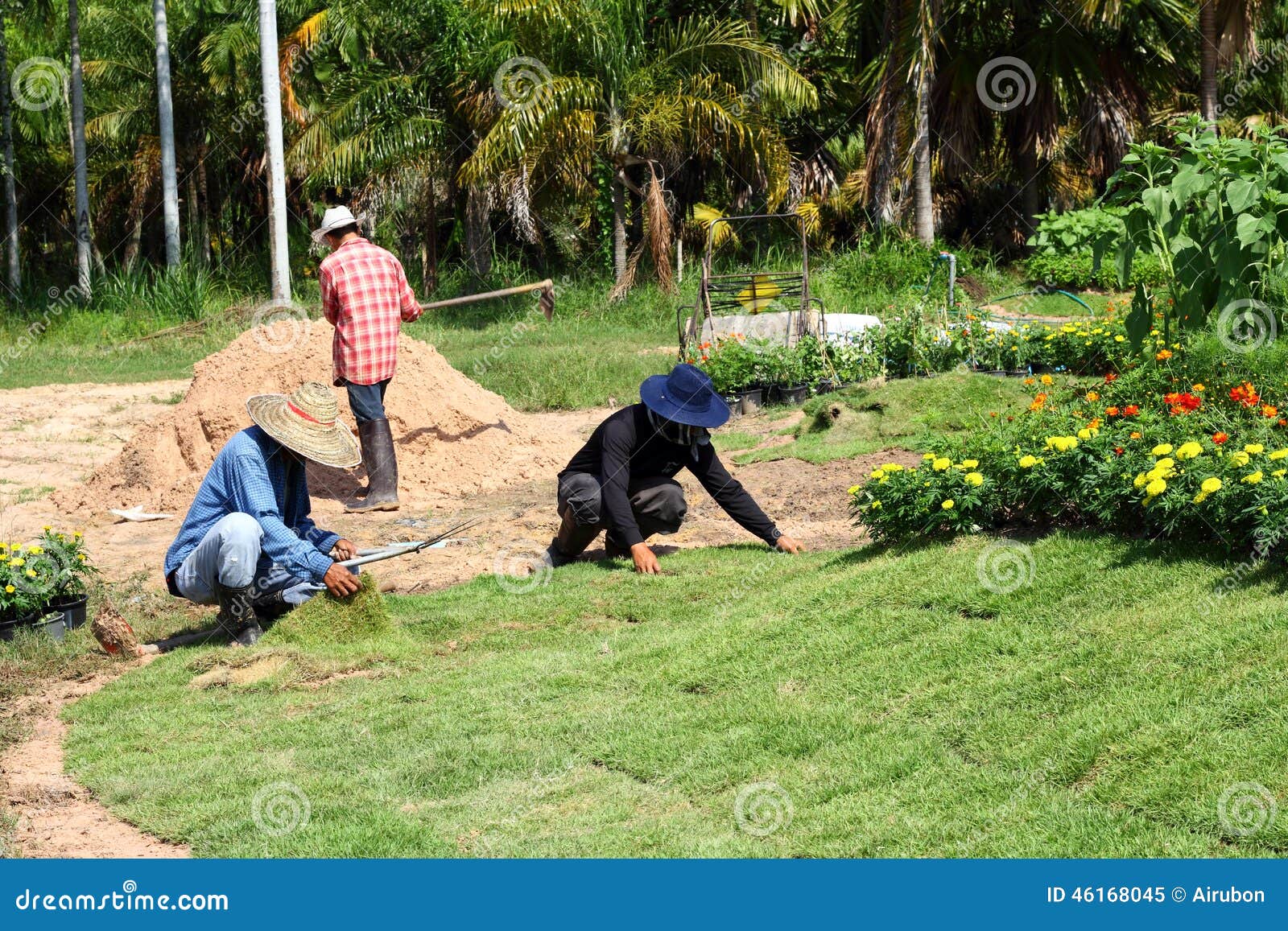 Workers Planting New Sod Grass Editorial Image - Image of busy, craft ...