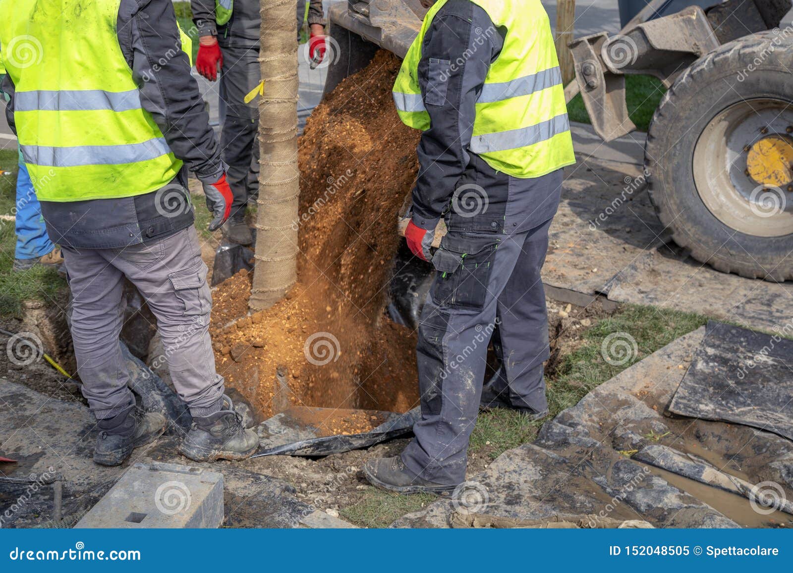 Workers Planting a Root Ball of Tree Stock Image - Image of method ...