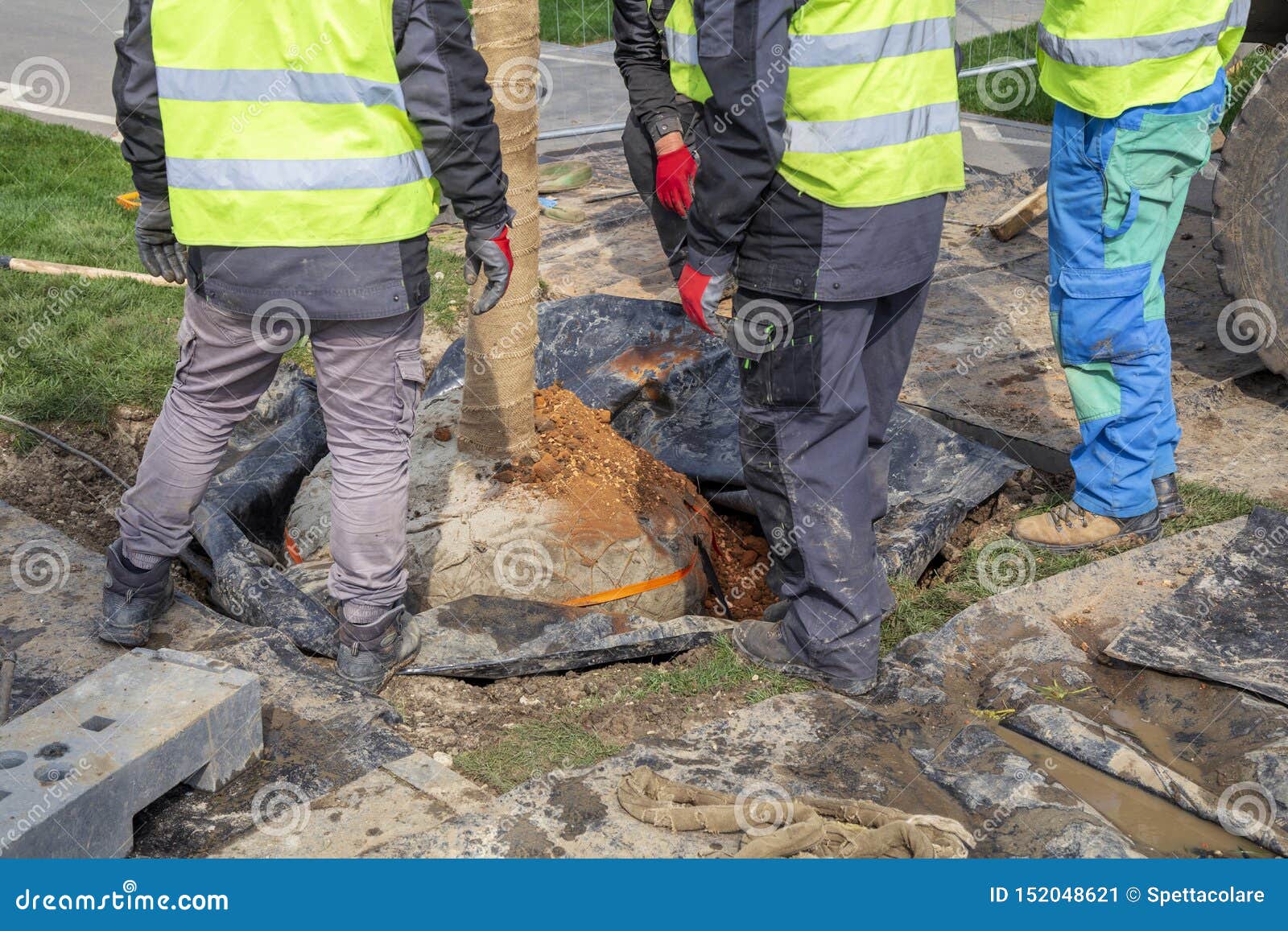 Workers Planting a Root Ball of Tree in Soil Stock Image - Image of ...