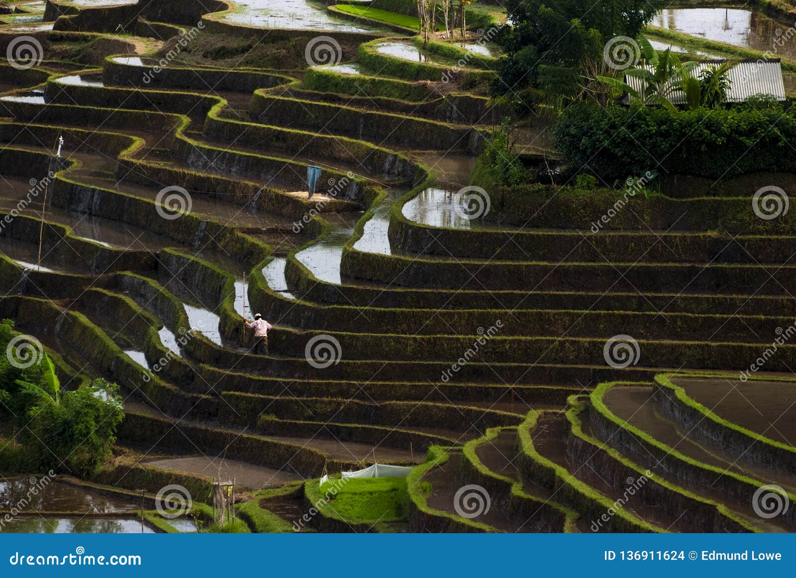 Incredible Rice Terraces of Belimbing, Bali. Stock Photo - Image of ...
