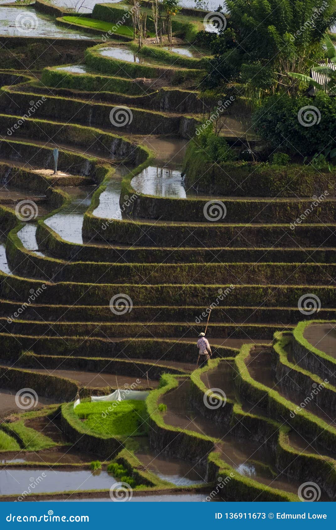 Incredible Rice Terraces of Belimbing, Bali. Stock Image - Image of ...