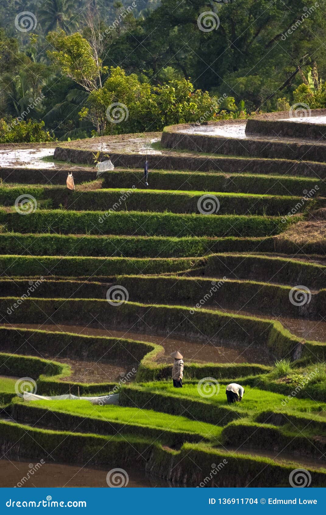 Incredible Rice Terraces of Belimbing, Bali. Stock Photo - Image of ...