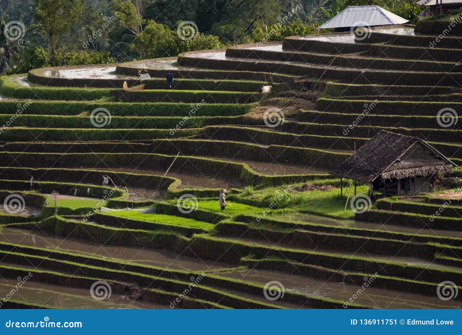 Incredible Rice Terraces of Belimbing, Bali. Stock Image - Image of ...