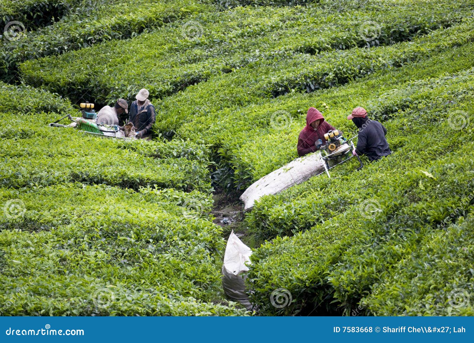 Workers Preparing To Harvest Tea Leaves Editorial Stock Photo - Image ...