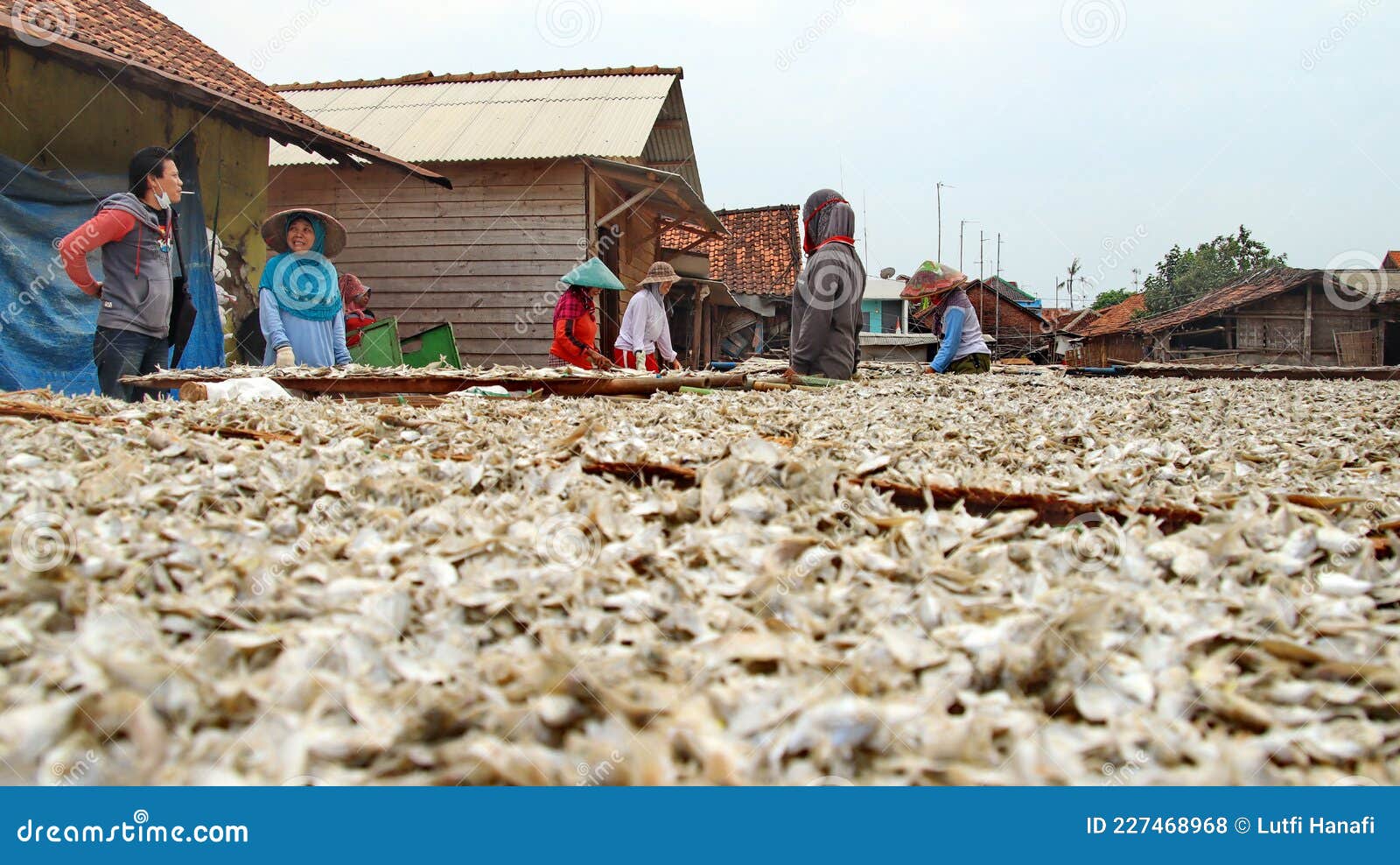 Workers Processing Fish in the Fish Drying Industry Editorial Stock ...