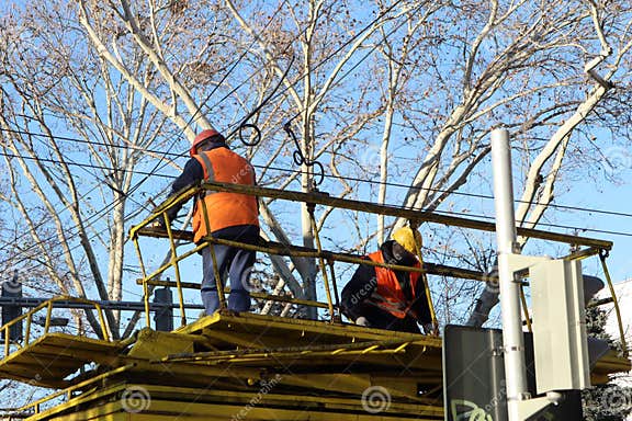 Workers Prune Trees Using Scaffolding, Ensuring Both Safety and ...
