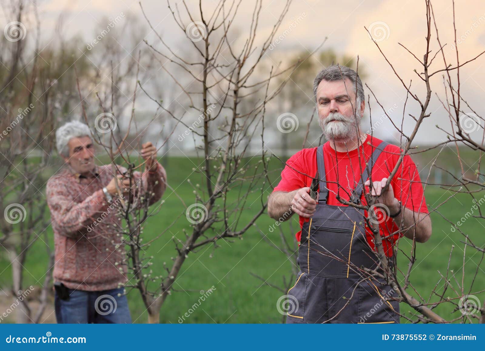 Workers Pruning Tree in Orchard, Agriculture Stock Photo - Image of ...