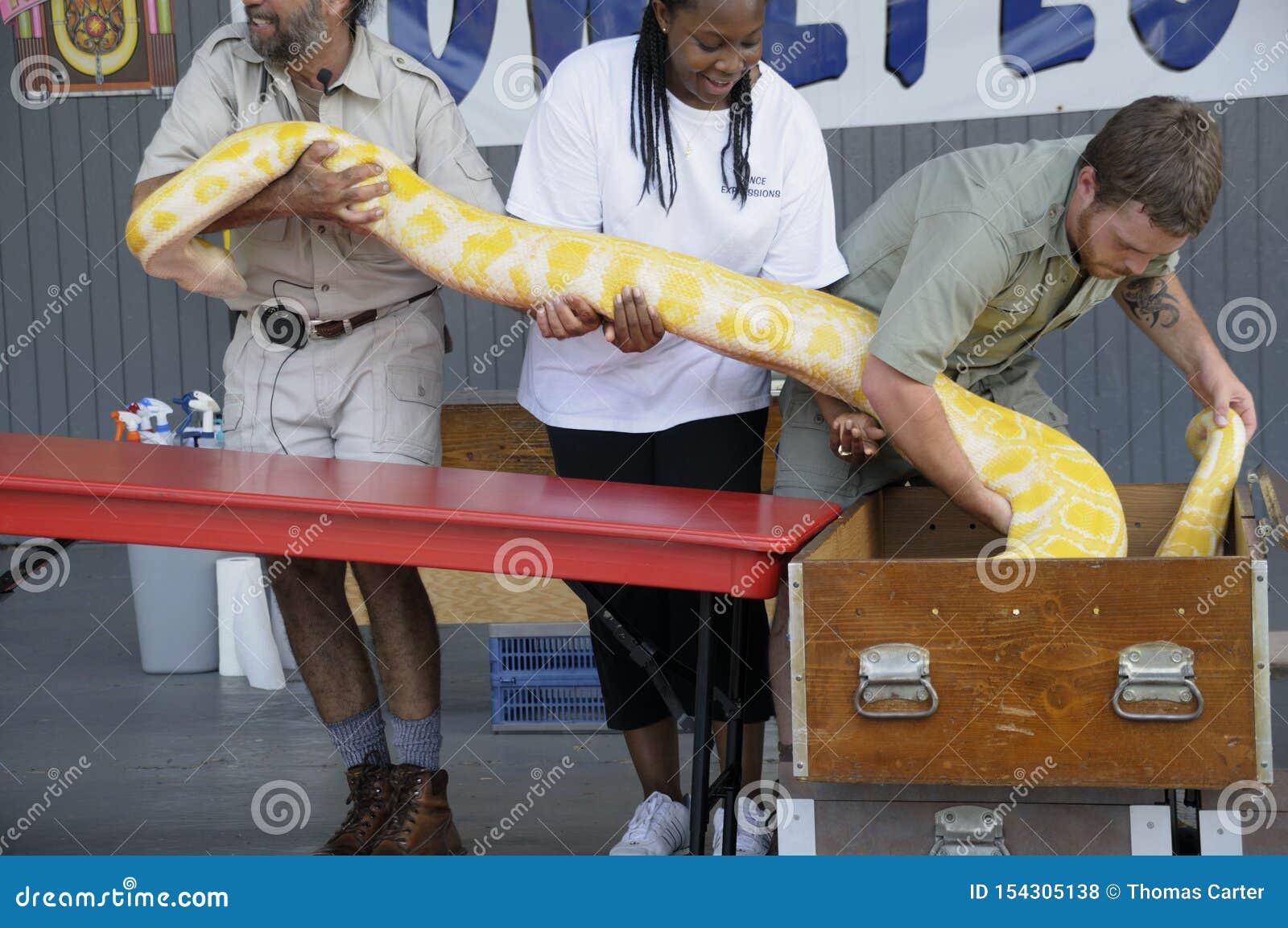 Workers from Reptile World Displays a 200 Lb 20 Foot Long Albino Python ...