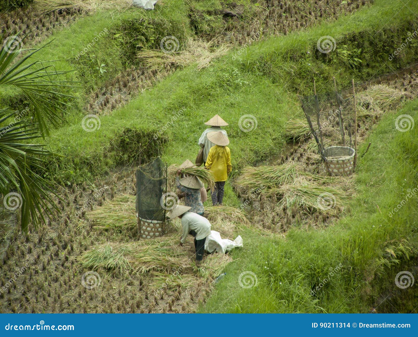 Workers in the rice field stock photo. Image of fields - 90211314