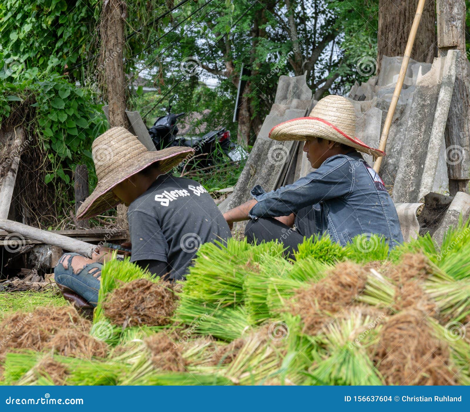 Workers in the Rice Field Prepare Young Rice Plants for Sawing ...
