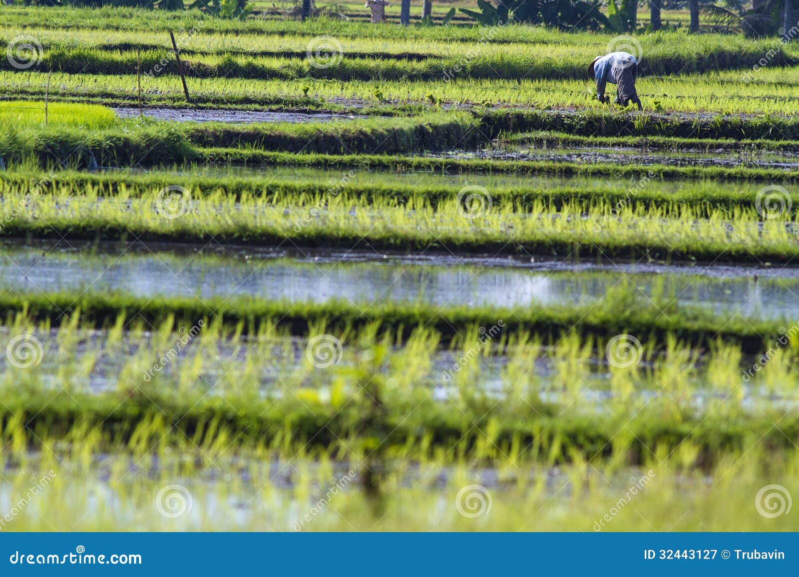 Workers at Rice Field stock image. Image of insect, fertilize - 32443127