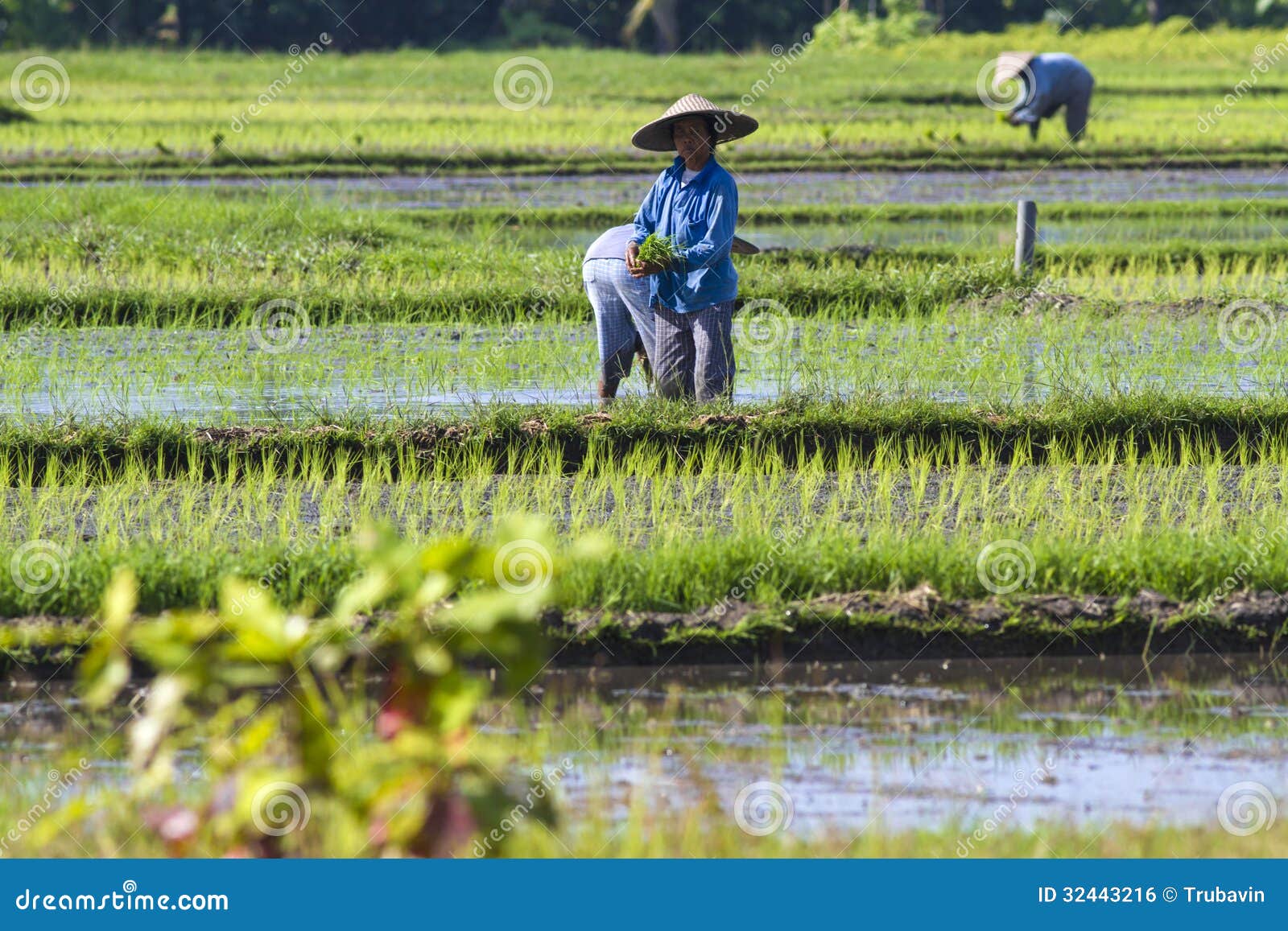 Workers at Rice Field editorial photo. Image of labour - 32443216