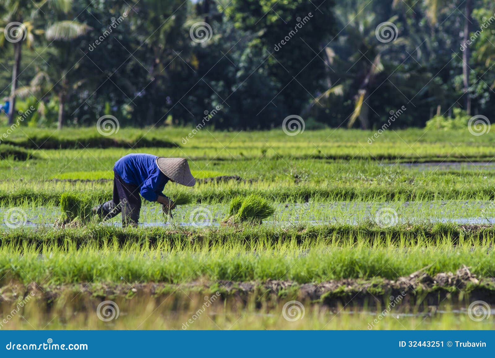 Workers at Rice Field stock image. Image of harvest, farmer - 32443251