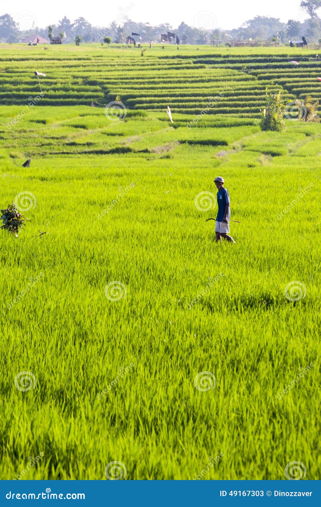 Workers on Rice Fields, Bali, Indonesia Editorial Stock Photo - Image ...