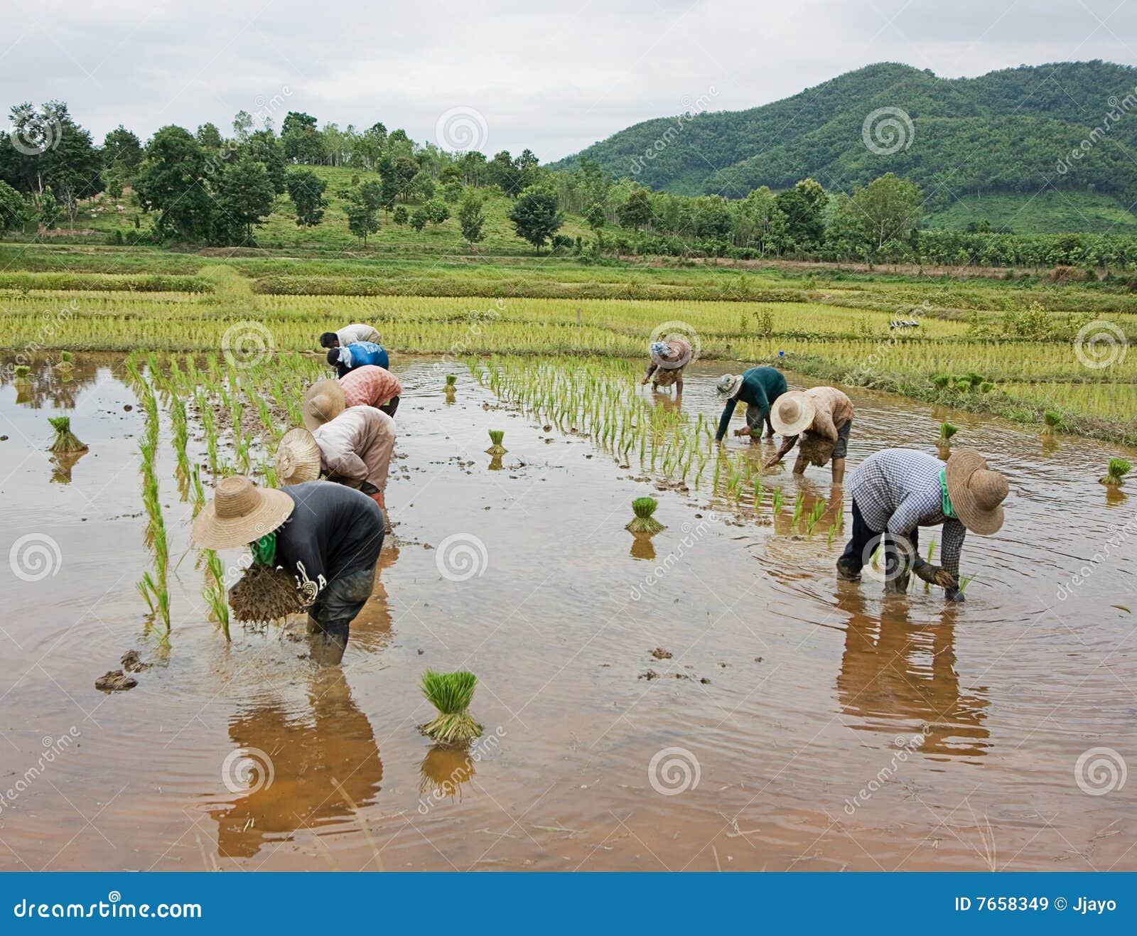 Workers in rice paddy stock image. Image of country, burma - 7658349