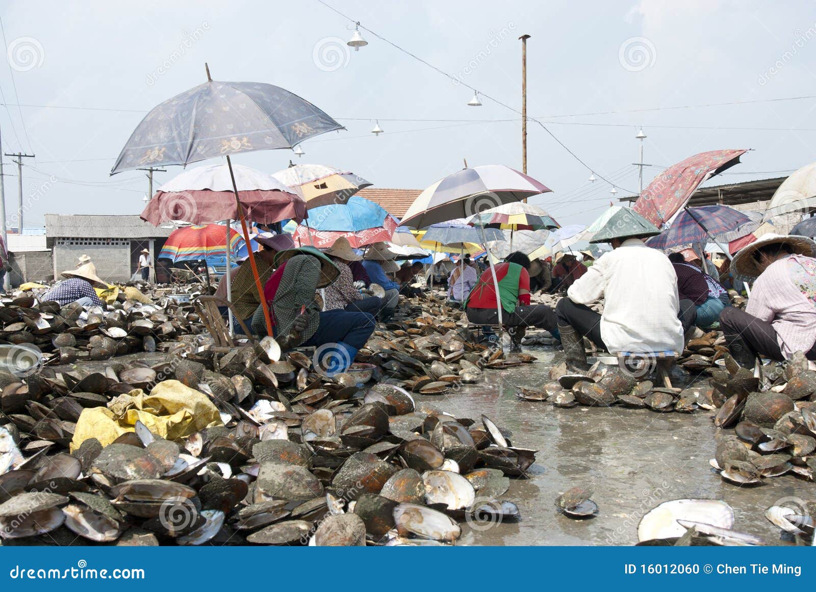 The Workers Ripped Out Pearl Mussel Editorial Image - Image of breeding ...