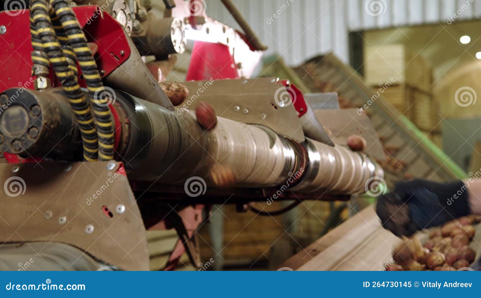 Workers Sort Potatoes on Conveyor. Manual Sorting of Potatoes from ...