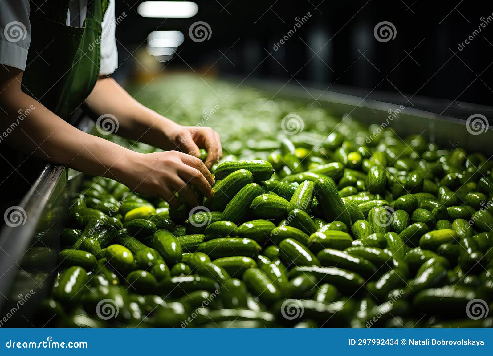 Workers Sorting Fresh Green Cucumbers on Conveyer Stock Photo - Image ...