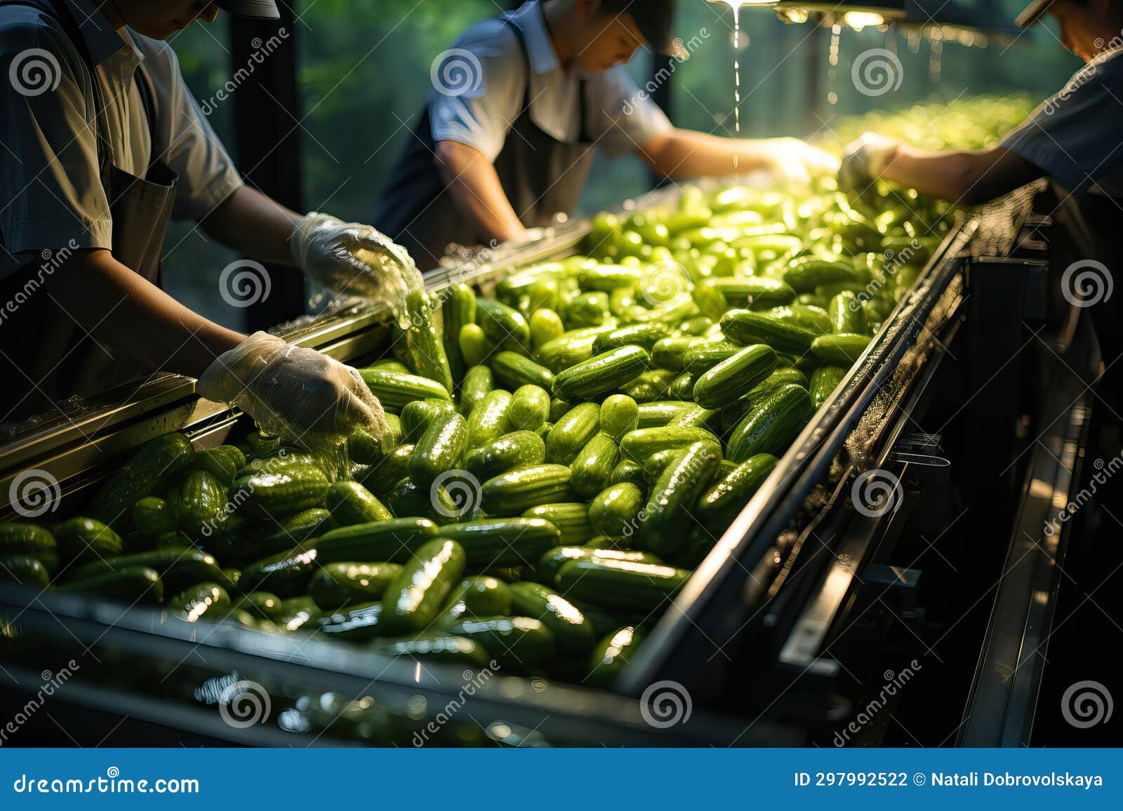 Workers Sorting Fresh Green Cucumbers on Conveyer Stock Photo - Image ...