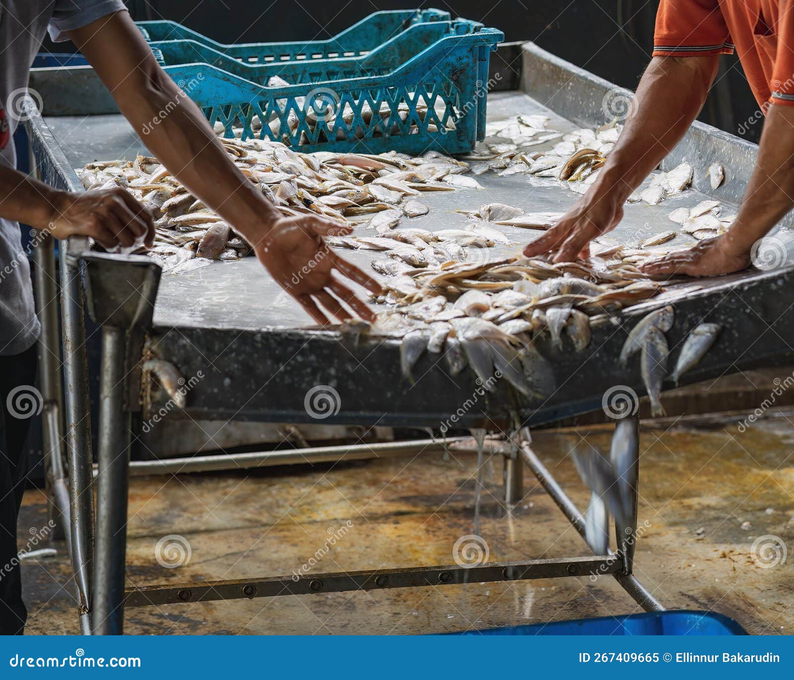 Workers Sorting Out the Fish Catch into the Containers Stock Image ...