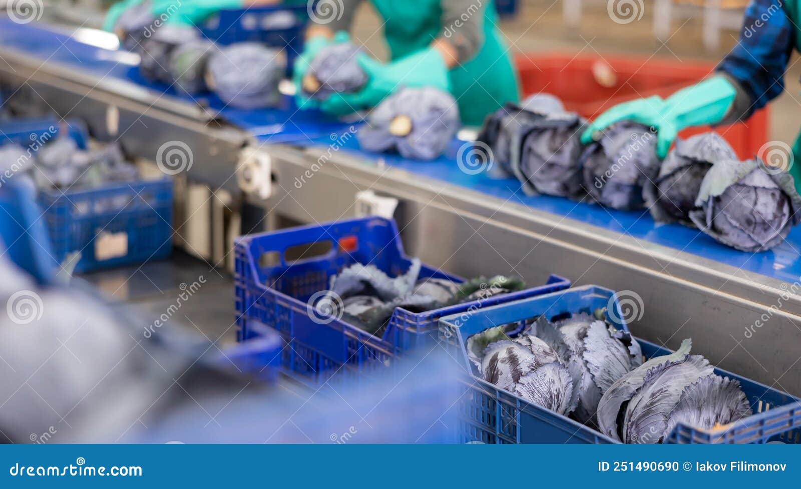 Workers Sorting Red Cabbage in Factory Stock Photo - Image of vegetable ...