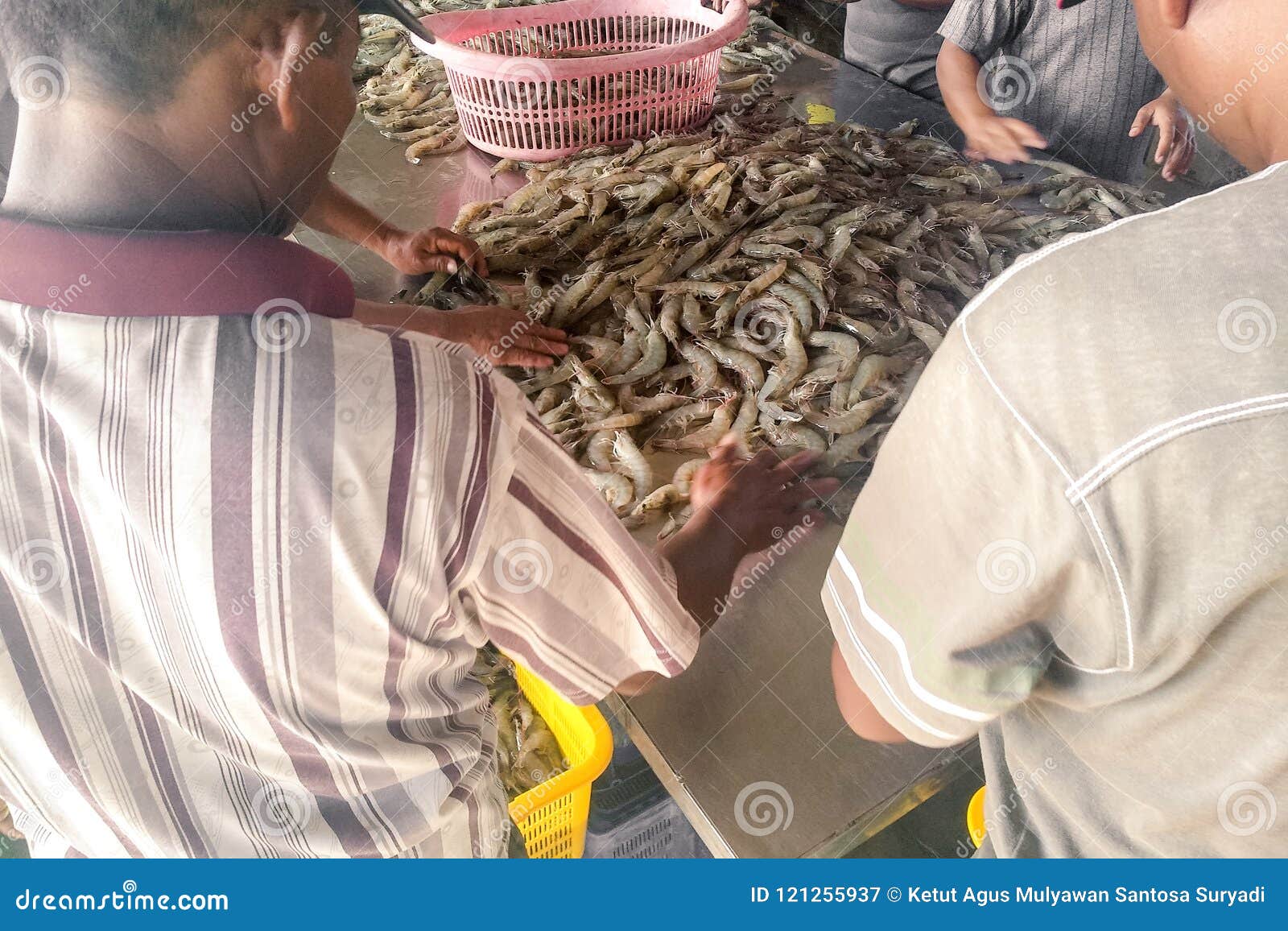 Workers sorting shrimps editorial photography. Image of environment ...