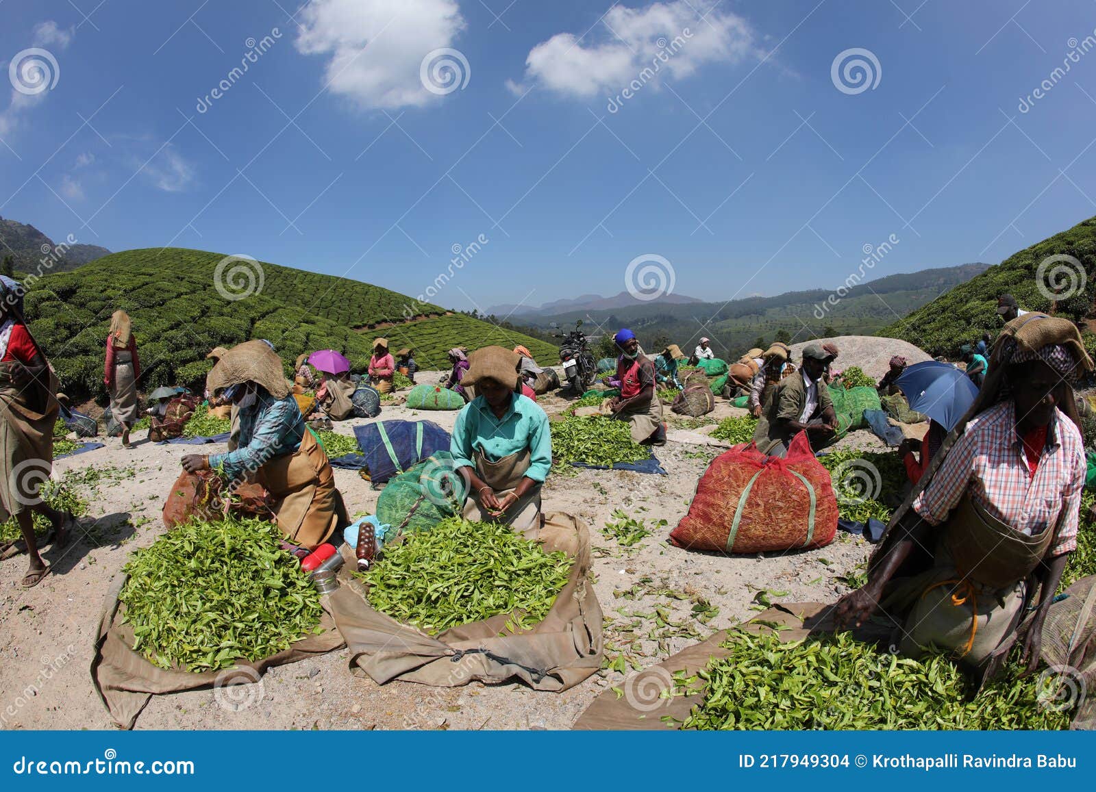 Workers On The Plantation Manually Pull Out The Weeds. Workers In The ...