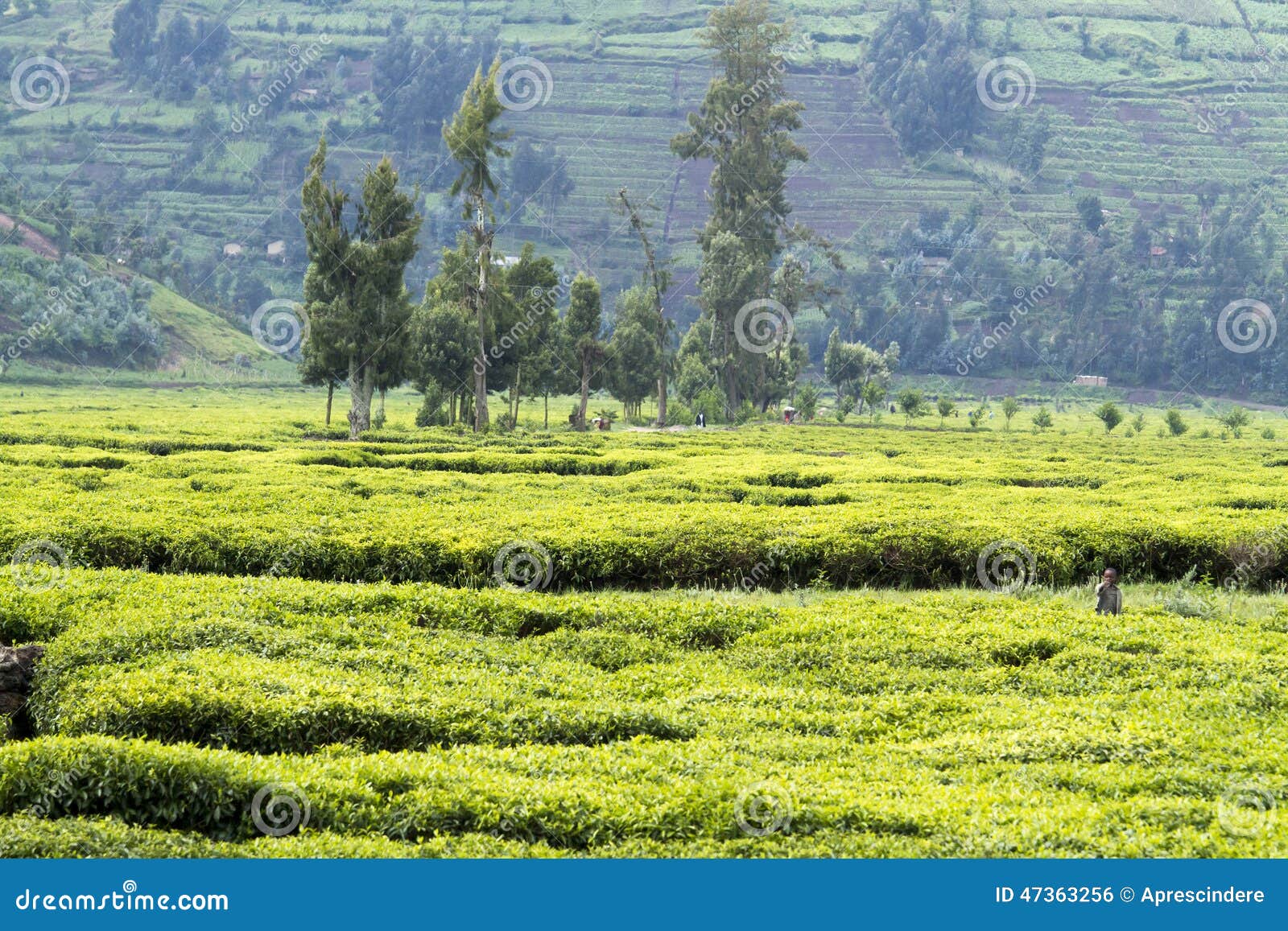 Workers at the Tea Plantation Stock Photo - Image of estate, landscape ...