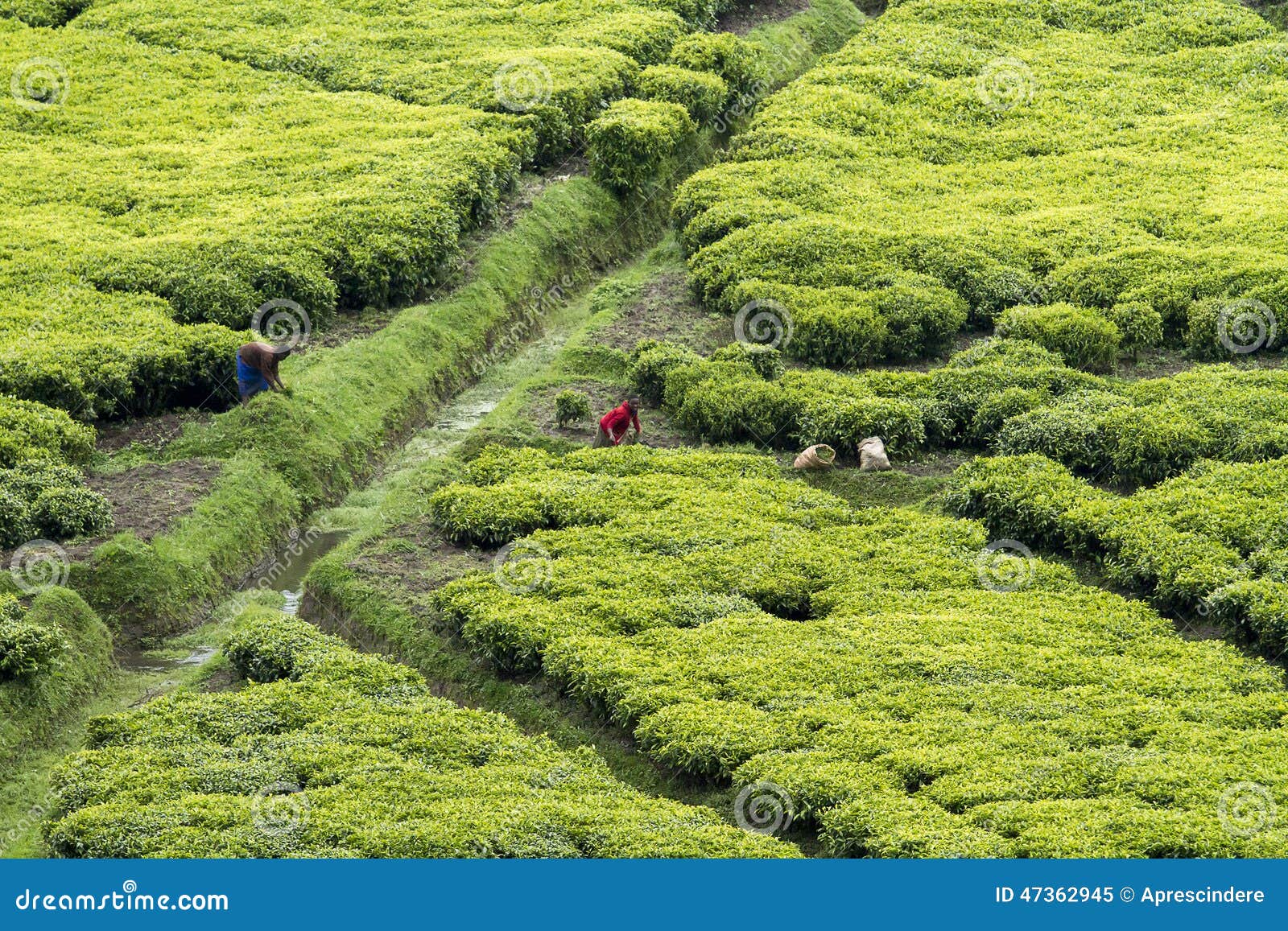 Workers at a Tea Plantation Editorial Image - Image of flora, hill ...