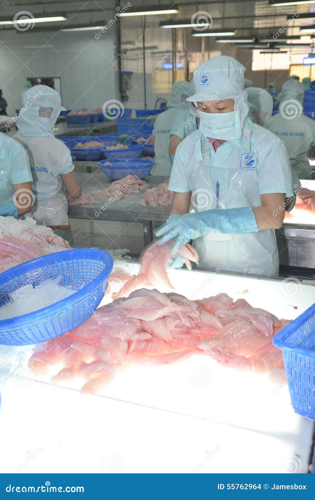 Workers are Testing the Color Quality of Pangasius Fish Fillets in a ...