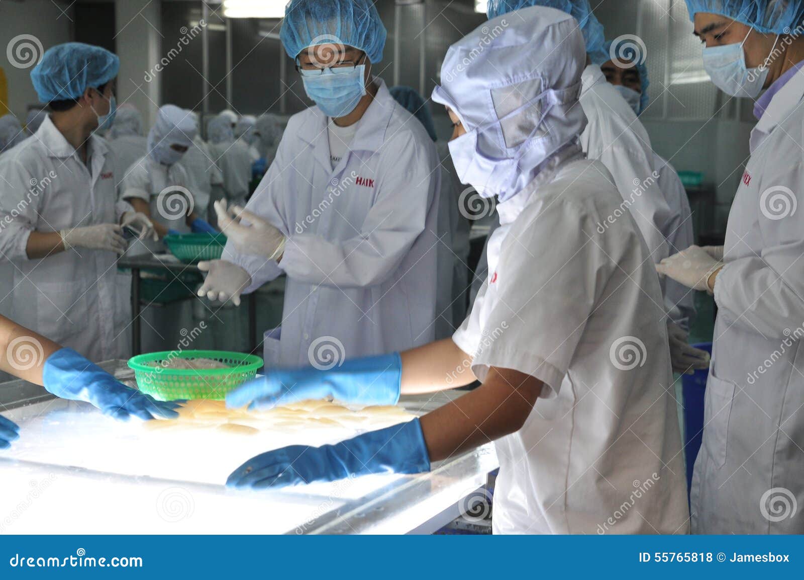 Workers are Testing the Color of Squids for Exporting in a Seafood ...