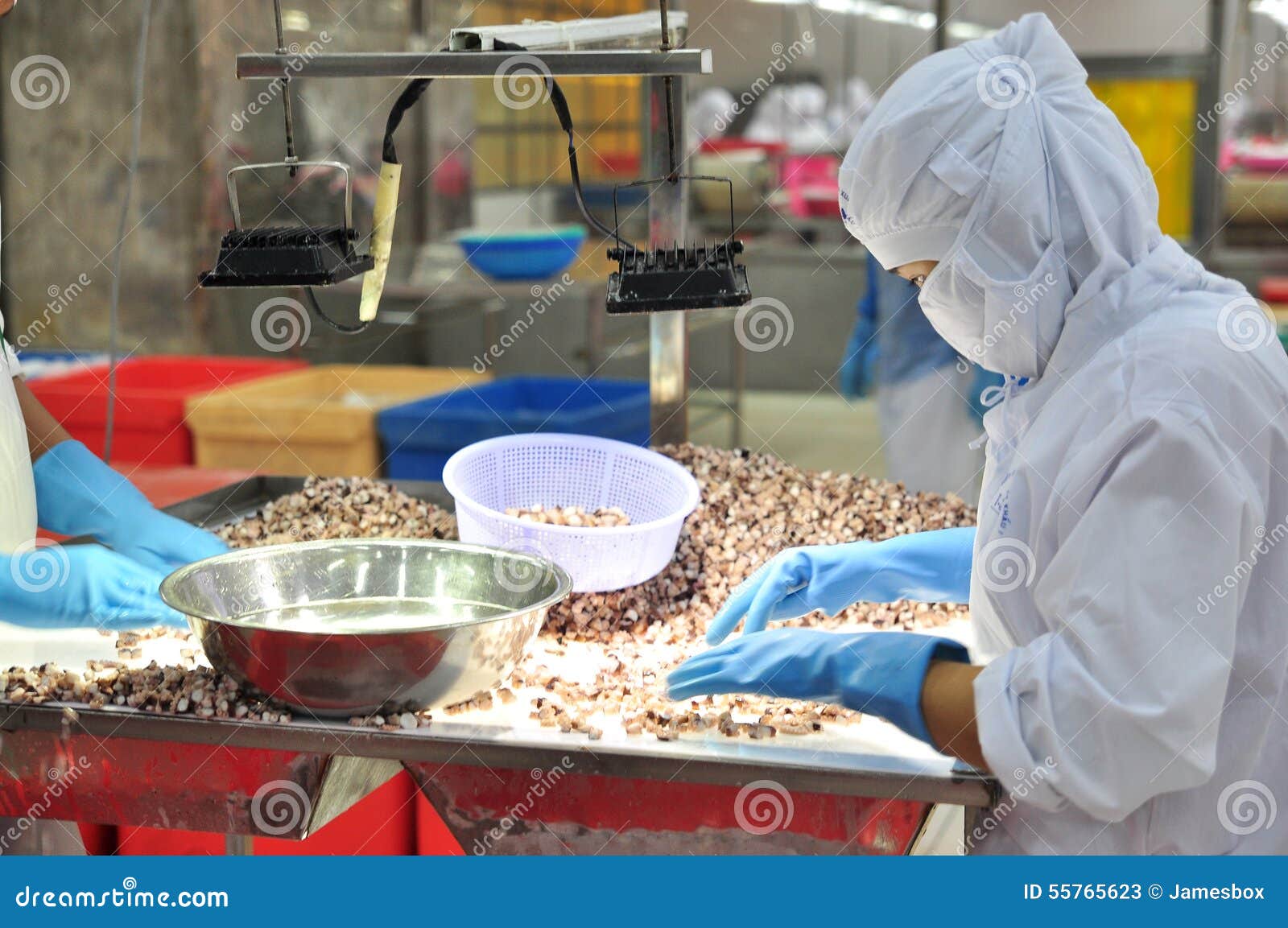 Workers are Testing the Quality of Octopus for Exporting in a Seafood ...
