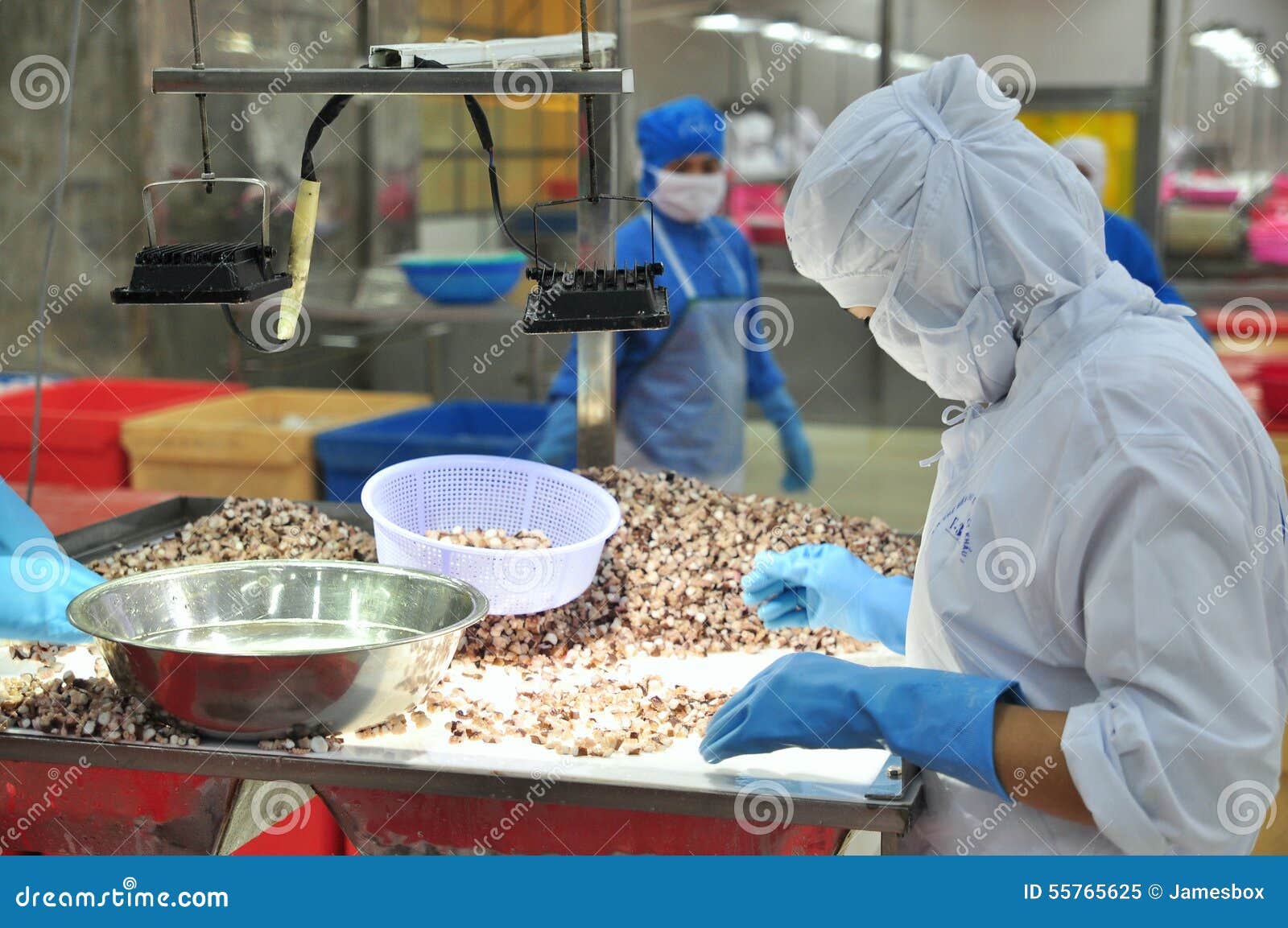 Workers are Testing the Quality of Octopus for Exporting in a Seafood ...