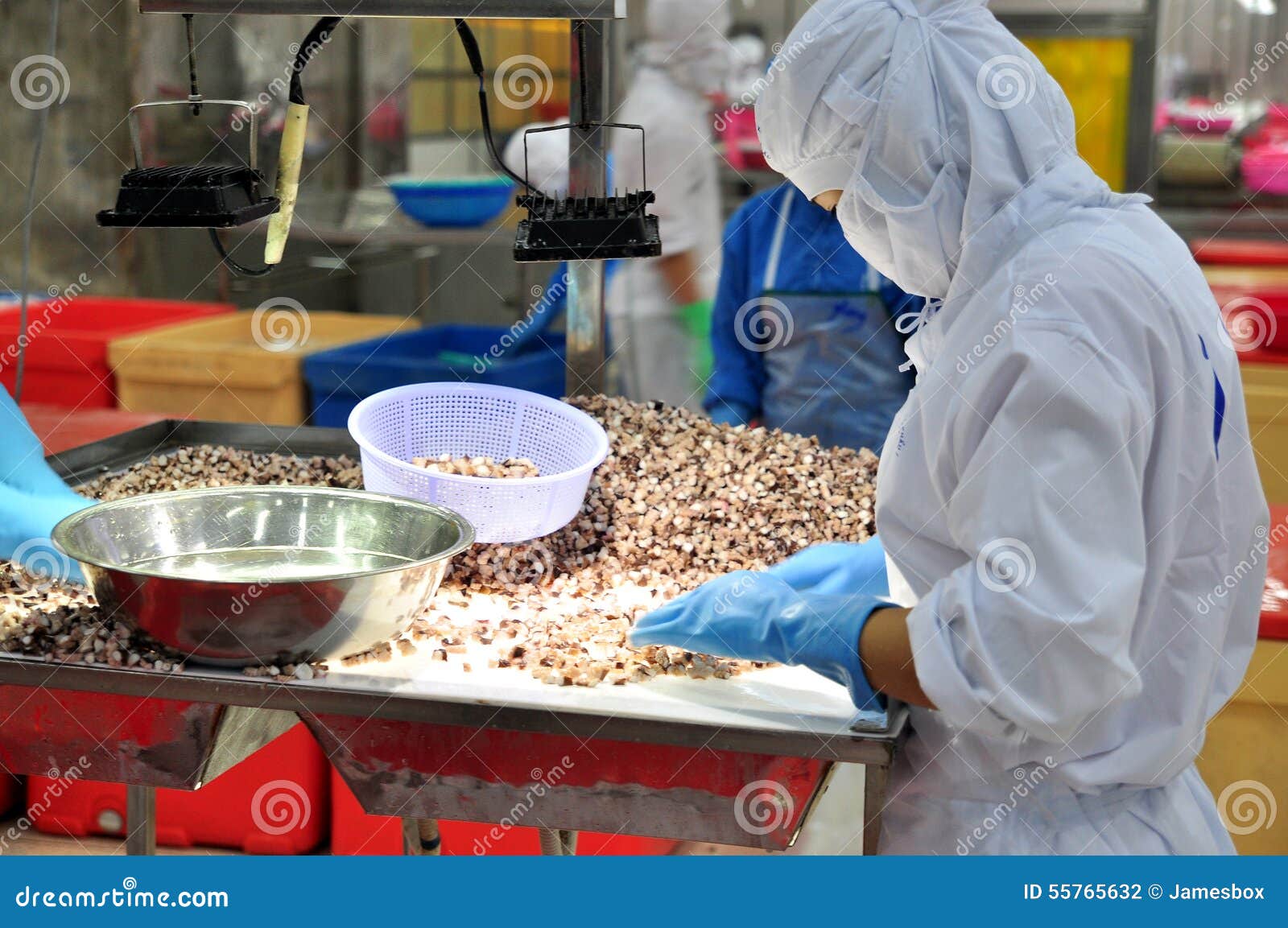 Workers are Testing the Quality of Octopus for Exporting in a Seafood ...