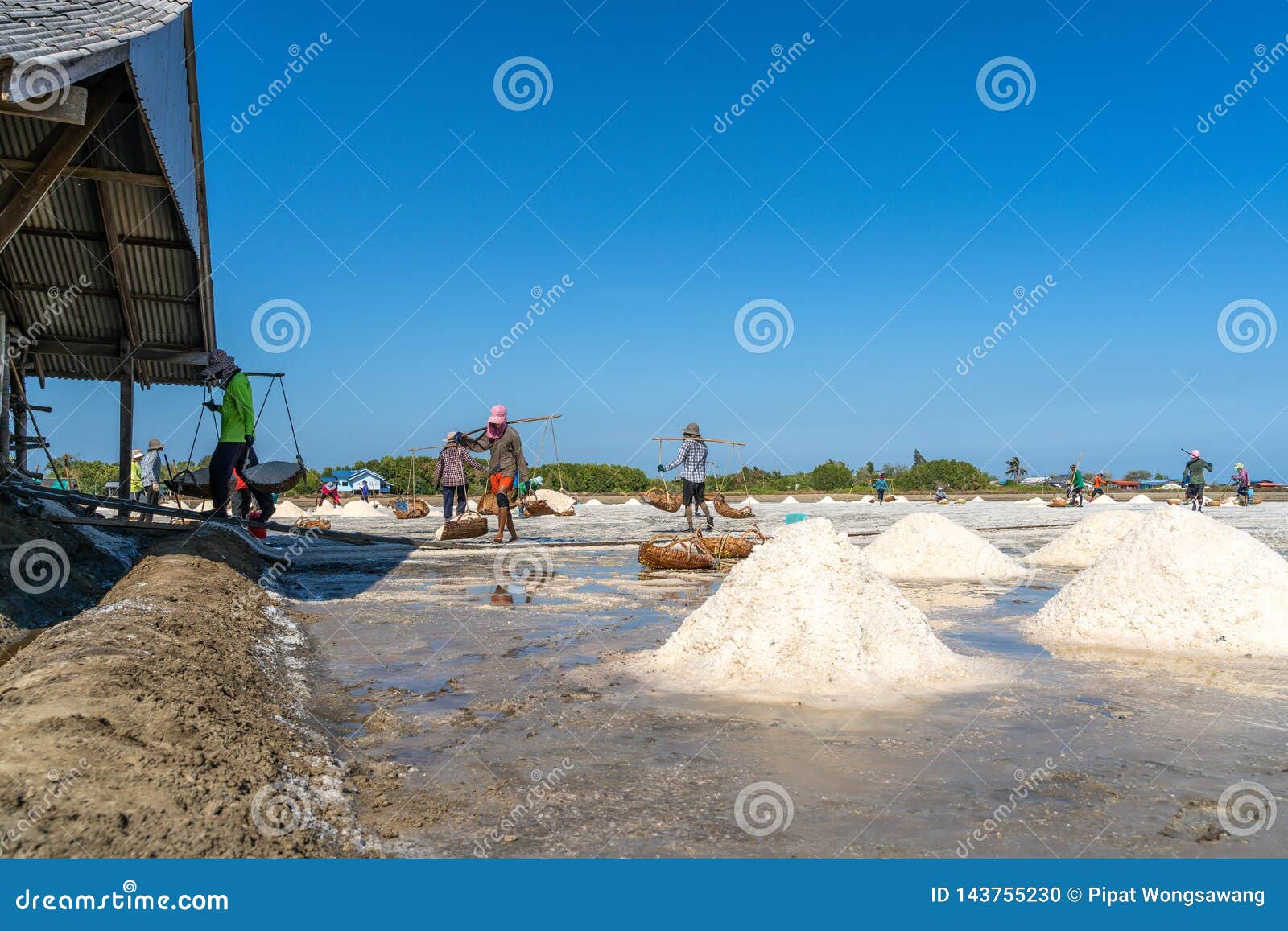 Workers are Transporting Salt by Carrying on the Back into the Barn ...