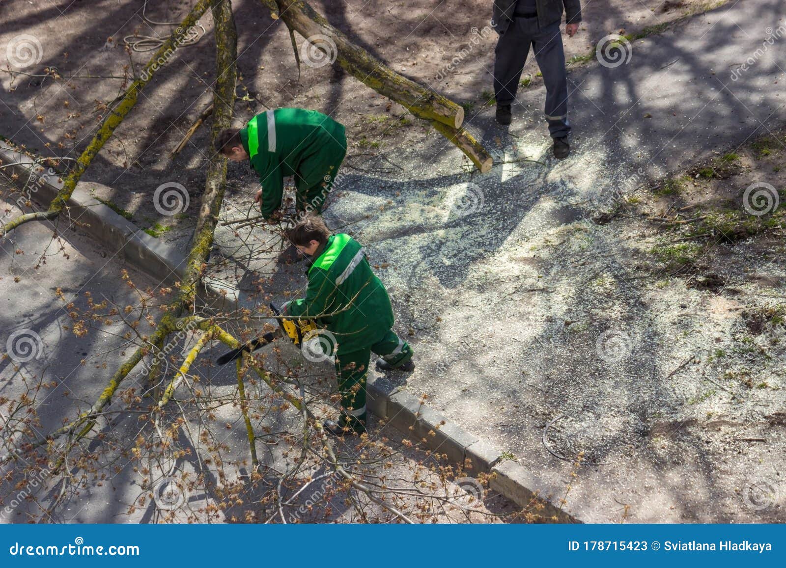 The Master Cuts the Branches of a Diseased Tree Editorial Stock Photo ...