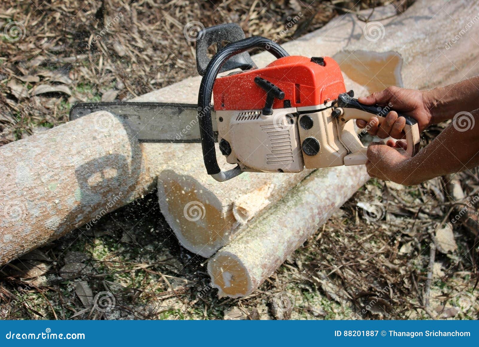 Workers are Using a Chainsaw Sawing Trees. Stock Image - Image of ...