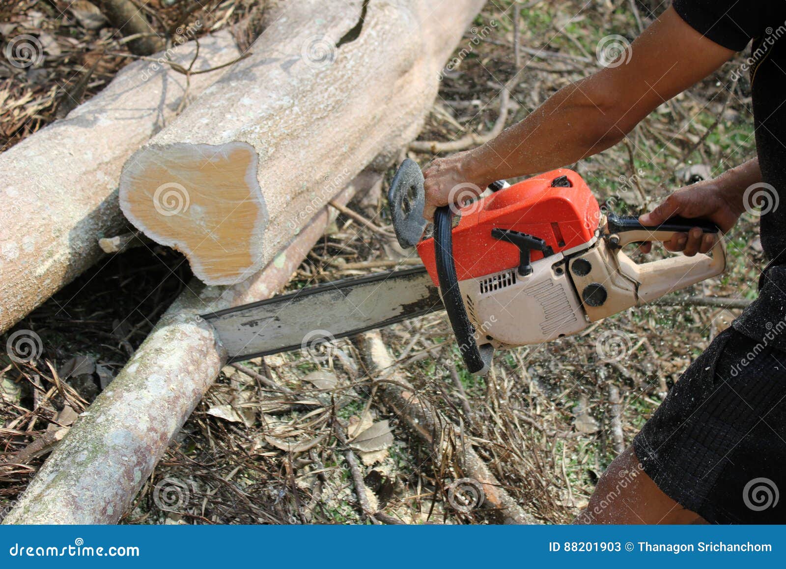 Workers are Using a Chainsaw Sawing Trees. Stock Image - Image of pine ...