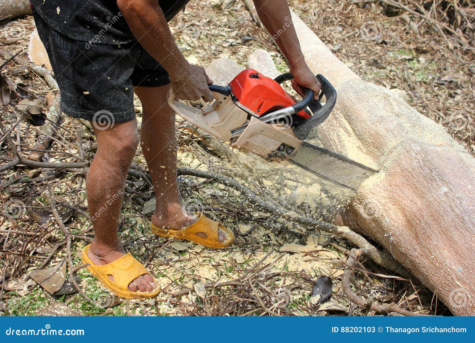 Workers are Using a Chainsaw Sawing Trees. Stock Image - Image of trunk ...