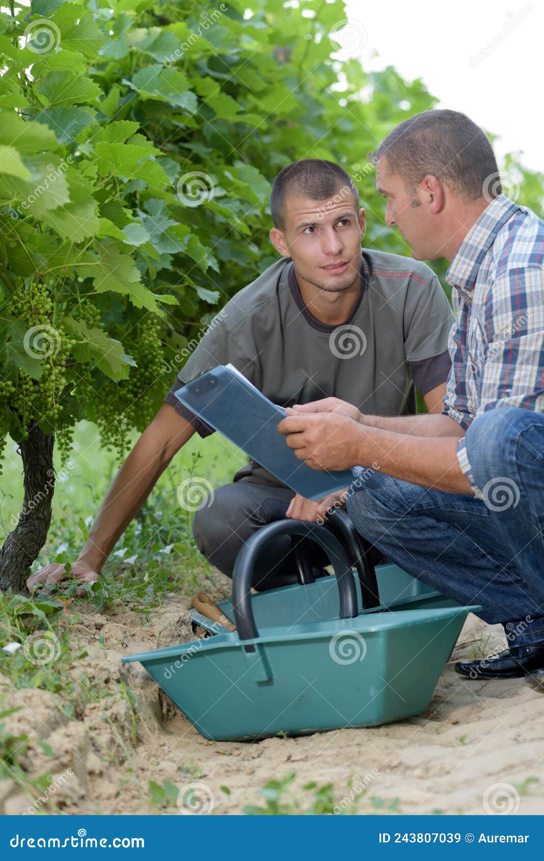 They workers in vineyard stock image. Image of grape - 243807039