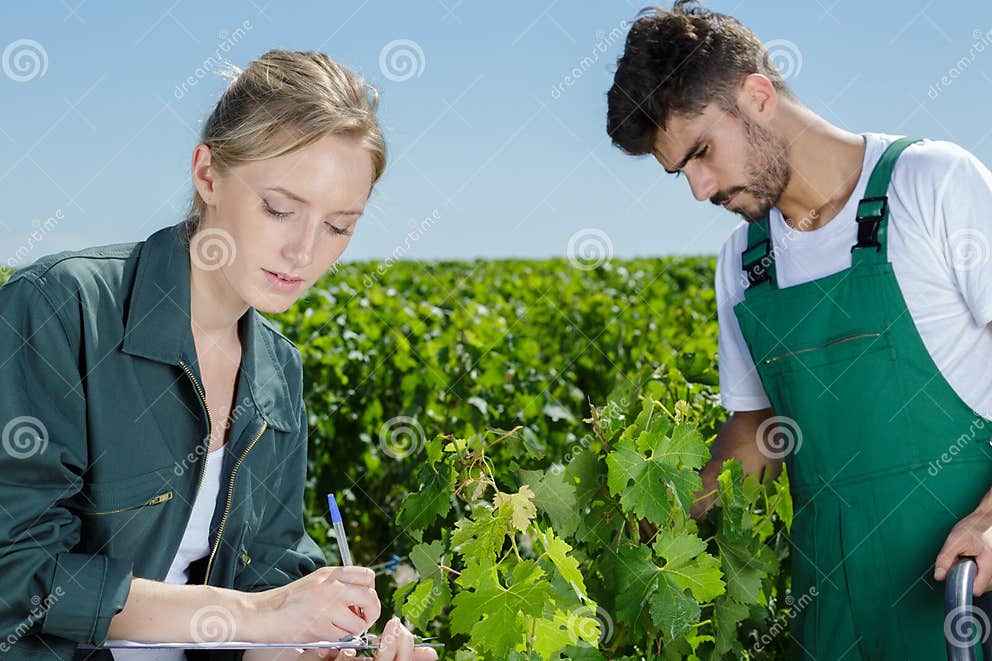 Workers in vineyard stock image. Image of green, sunny - 304133095