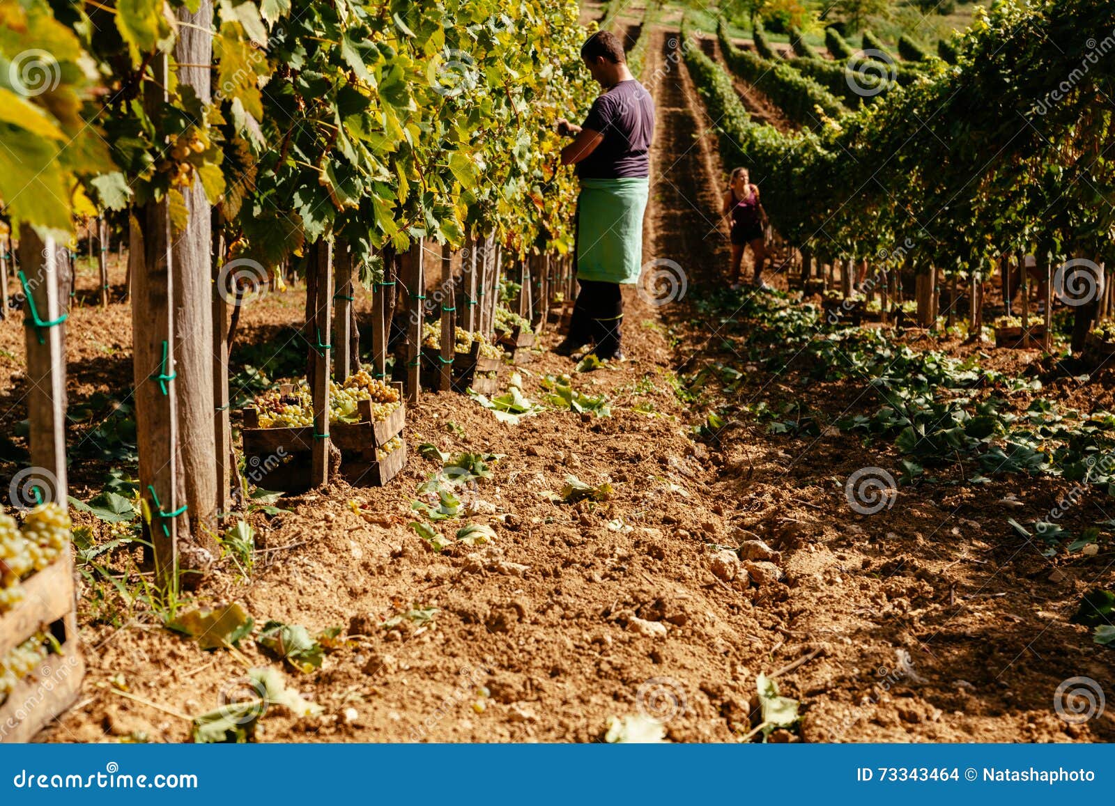 Workers in Vineyard stock photo. Image of countryside - 73343464