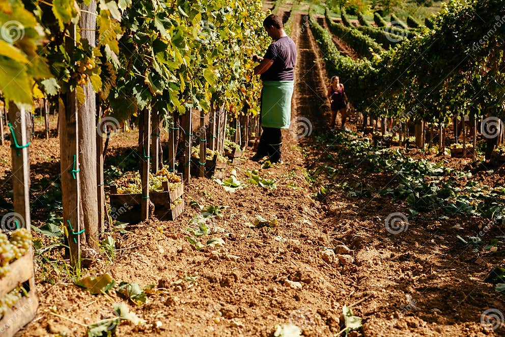 Workers in Vineyard stock photo. Image of countryside - 73343464