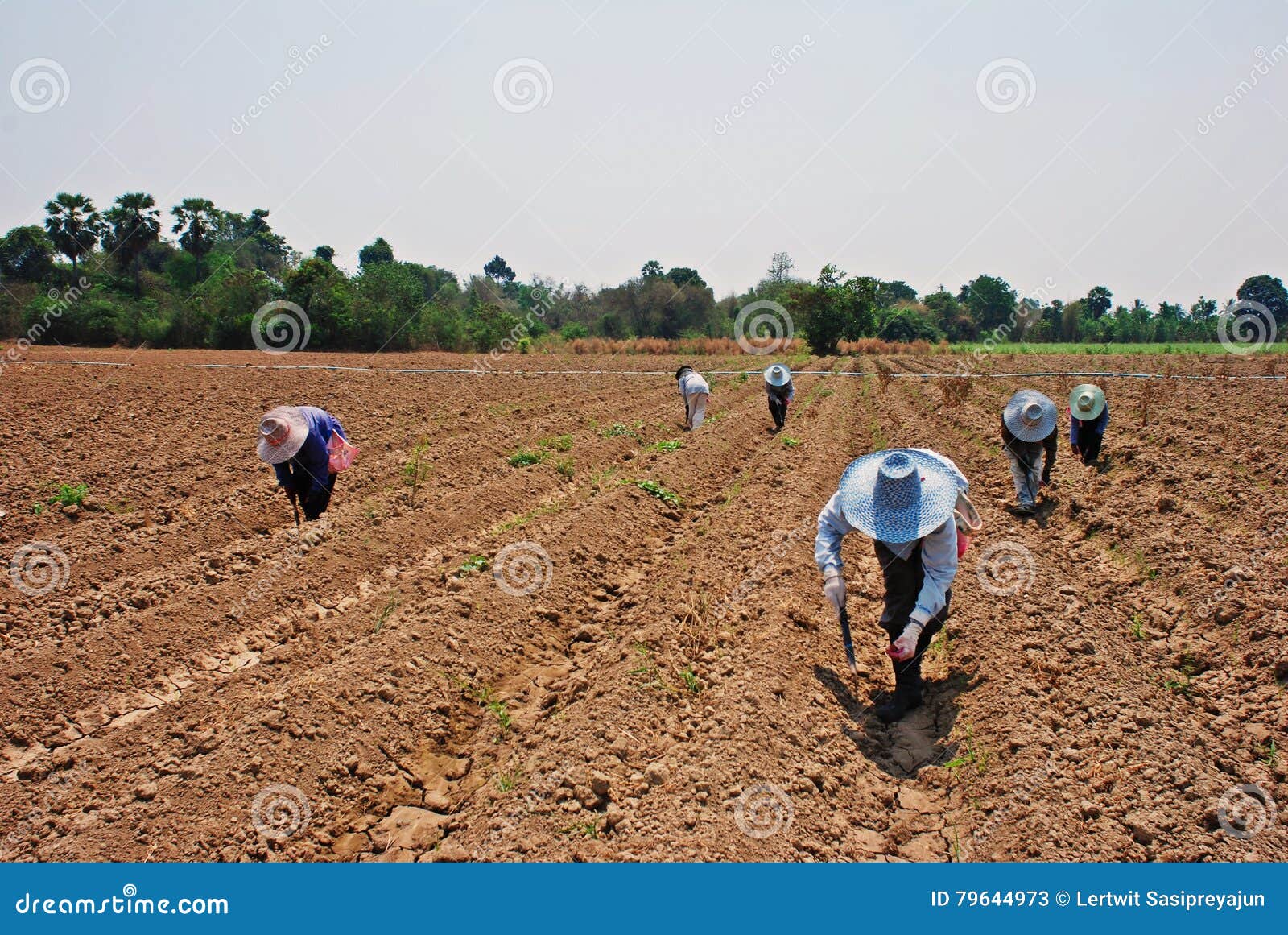Workers work on the farm stock image. Image of asia, intensively - 79644973