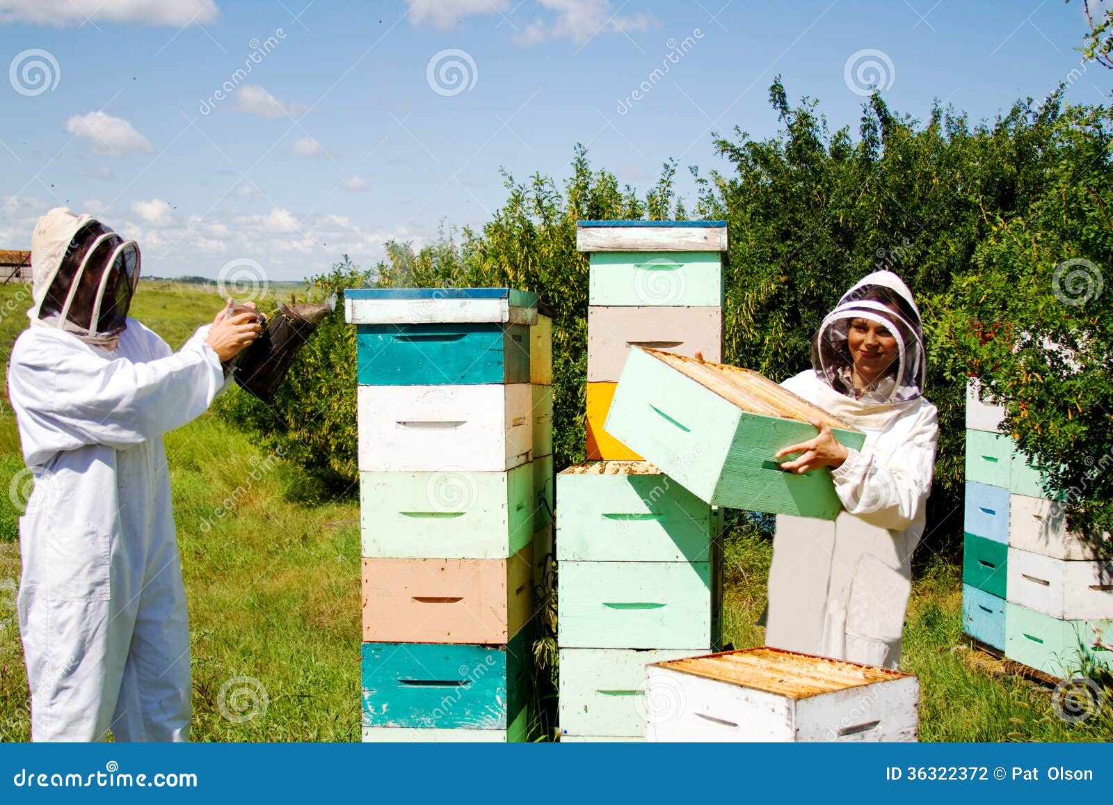 Workers Working with Beehives Stock Photo - Image of insect, rural ...