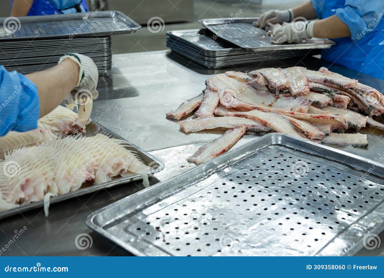 Workers in the Workshop of Fish Processing Plant Sorting and Organizing ...