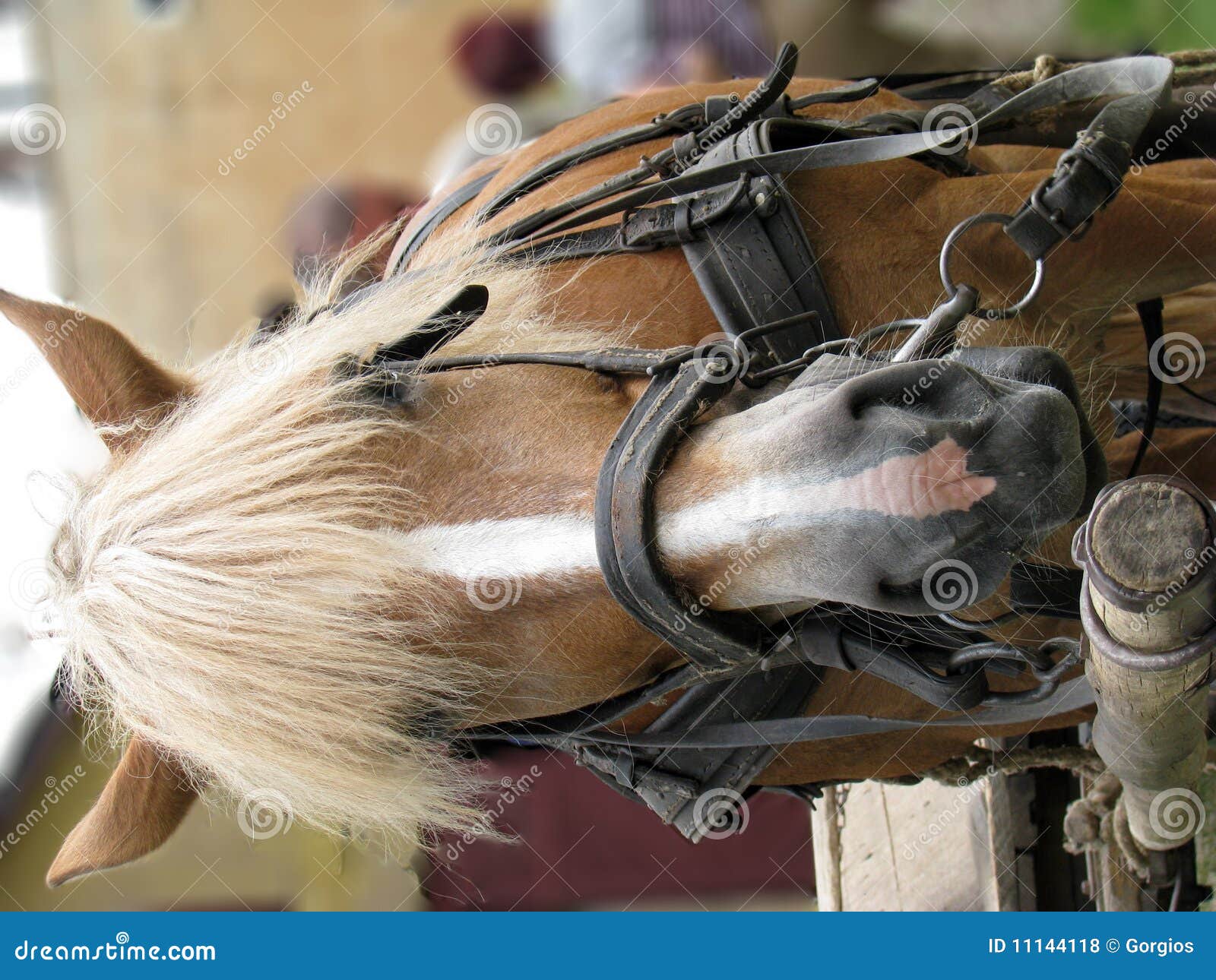 Workhorse stock photo. Image of forelock, cart, village - 11144118